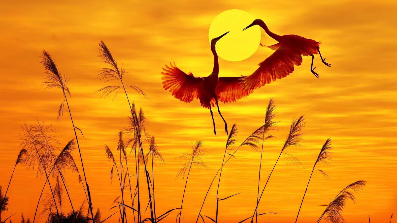 Crane (Bird) Wallpapers (36 images) - WallpaperCat