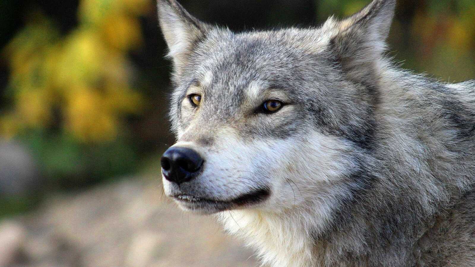 Gray Wolf Wallpapers (44 images) - WallpaperCat