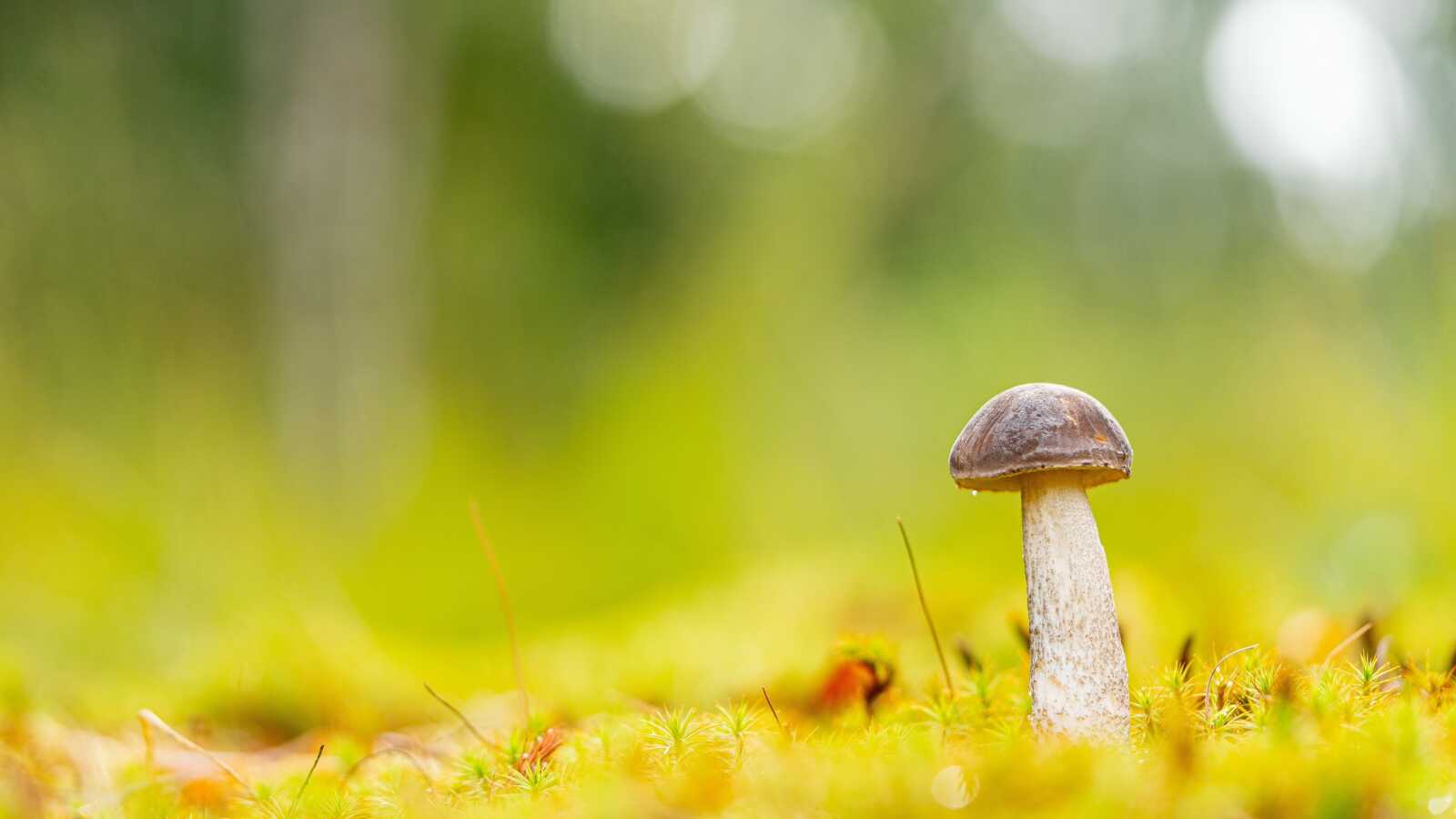 Bolete Mushrooms Wallpapers (15 images) - WallpaperCat