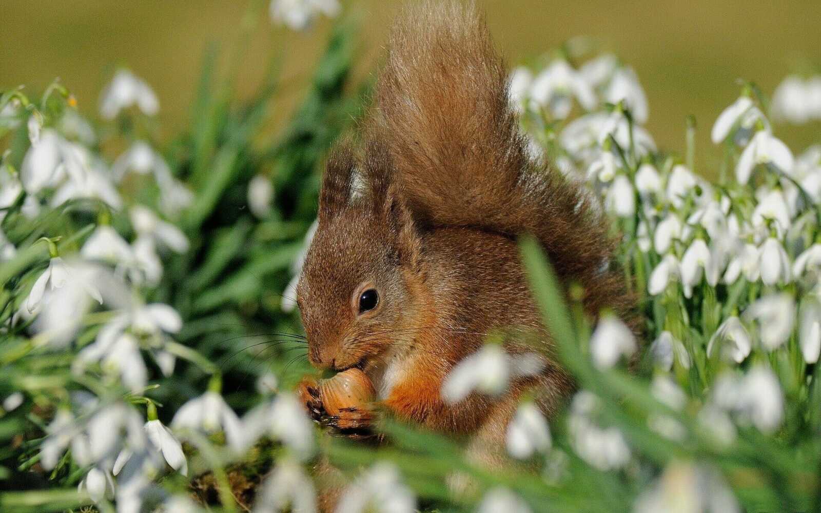 Squirrel Wallpapers (98 images) - WallpaperCat