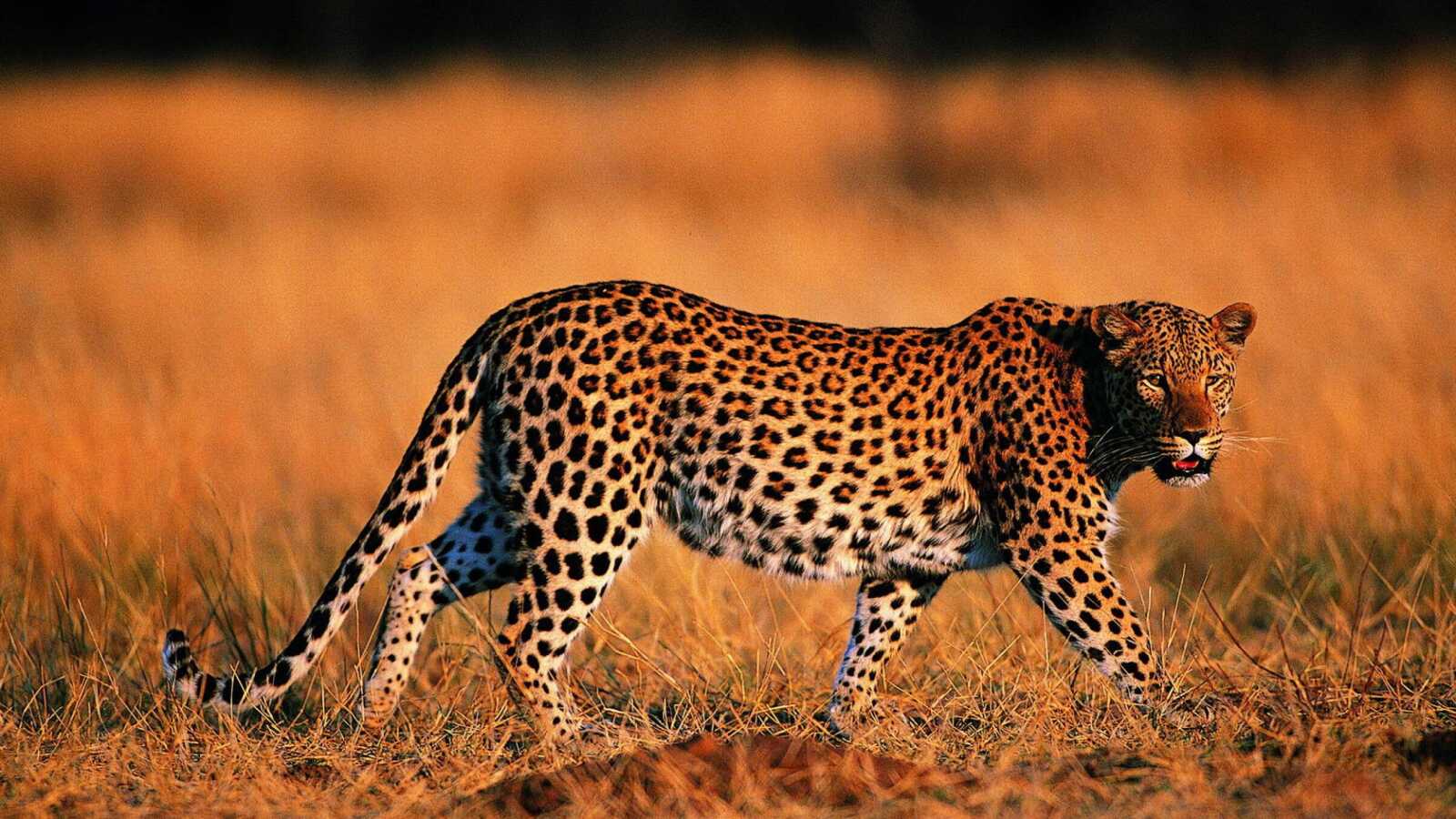Leopard Wallpapers (44 images) - WallpaperCat