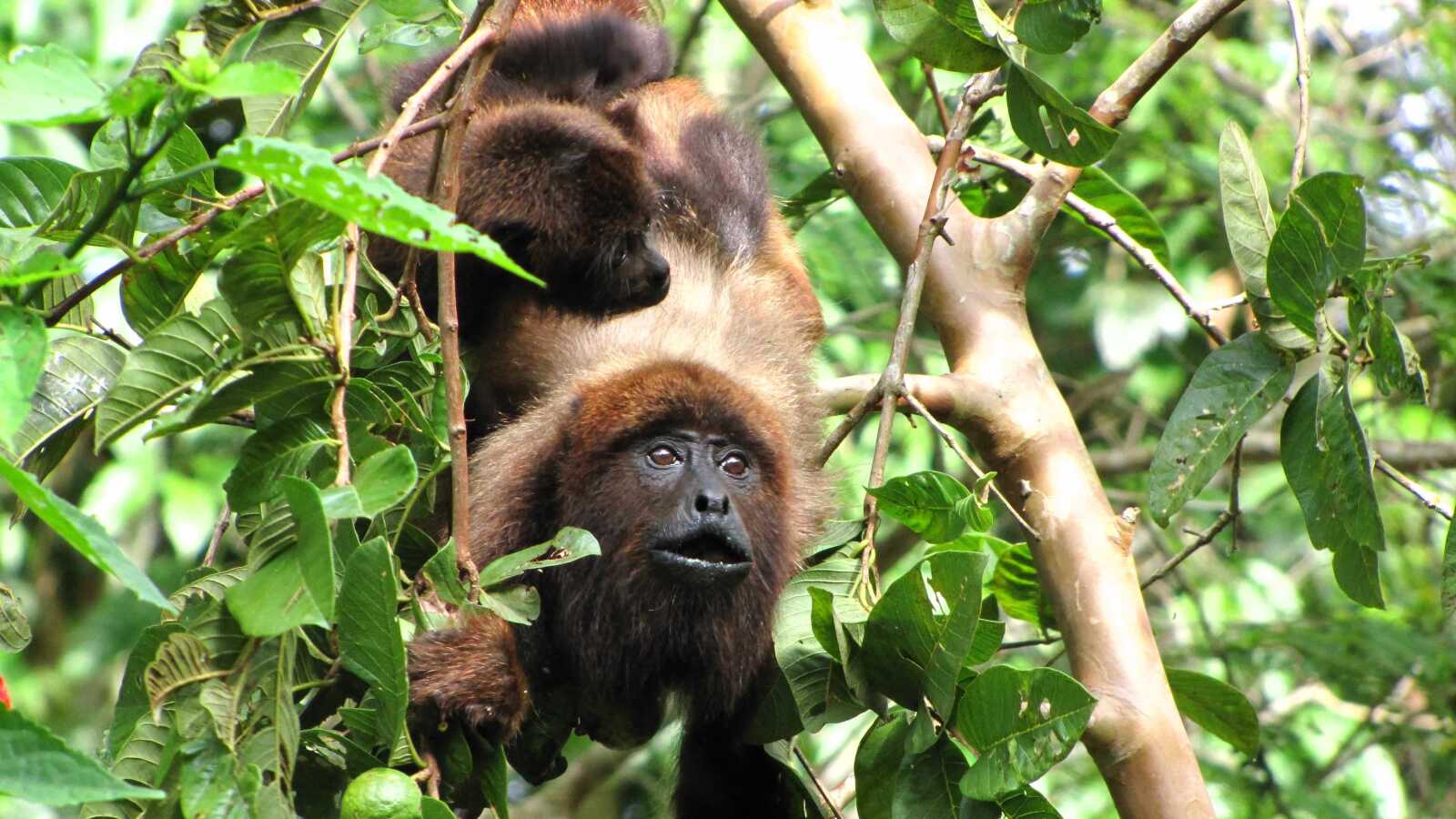 Howler Monkey Wallpapers (32 images) - WallpaperCat