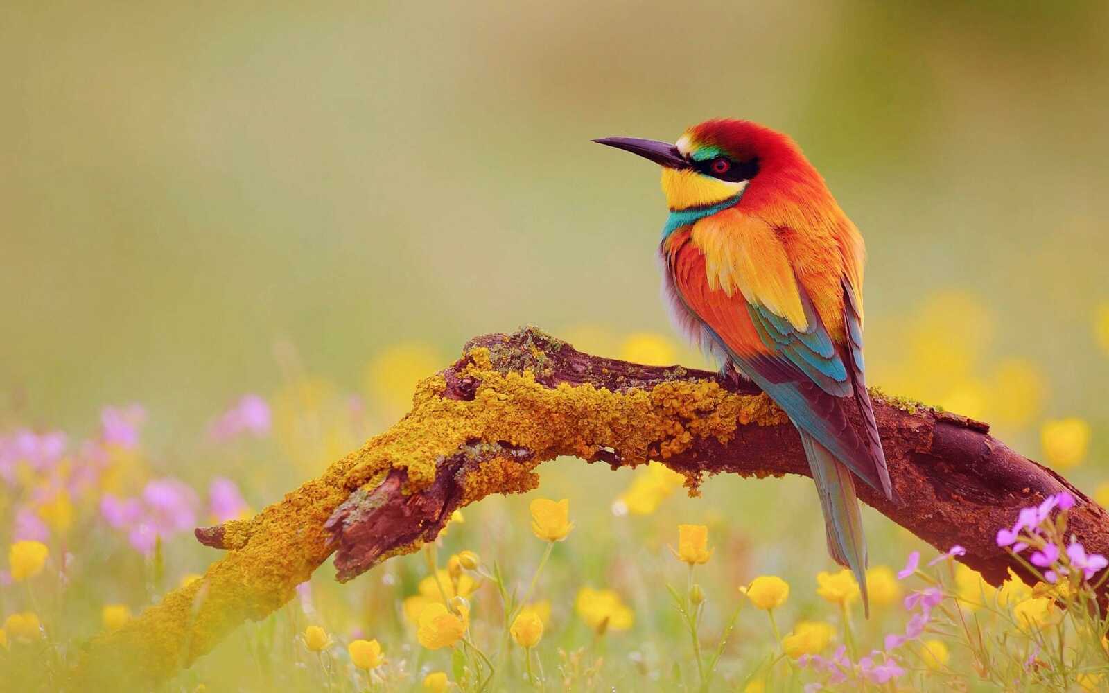 Bird Wallpapers (109 images) - WallpaperCat