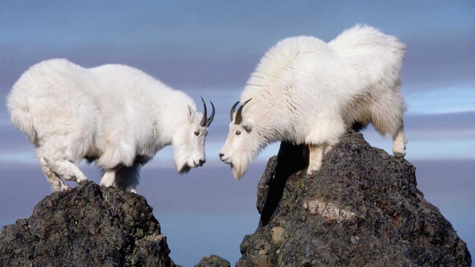 Goat Wallpapers (47 images) - WallpaperCat