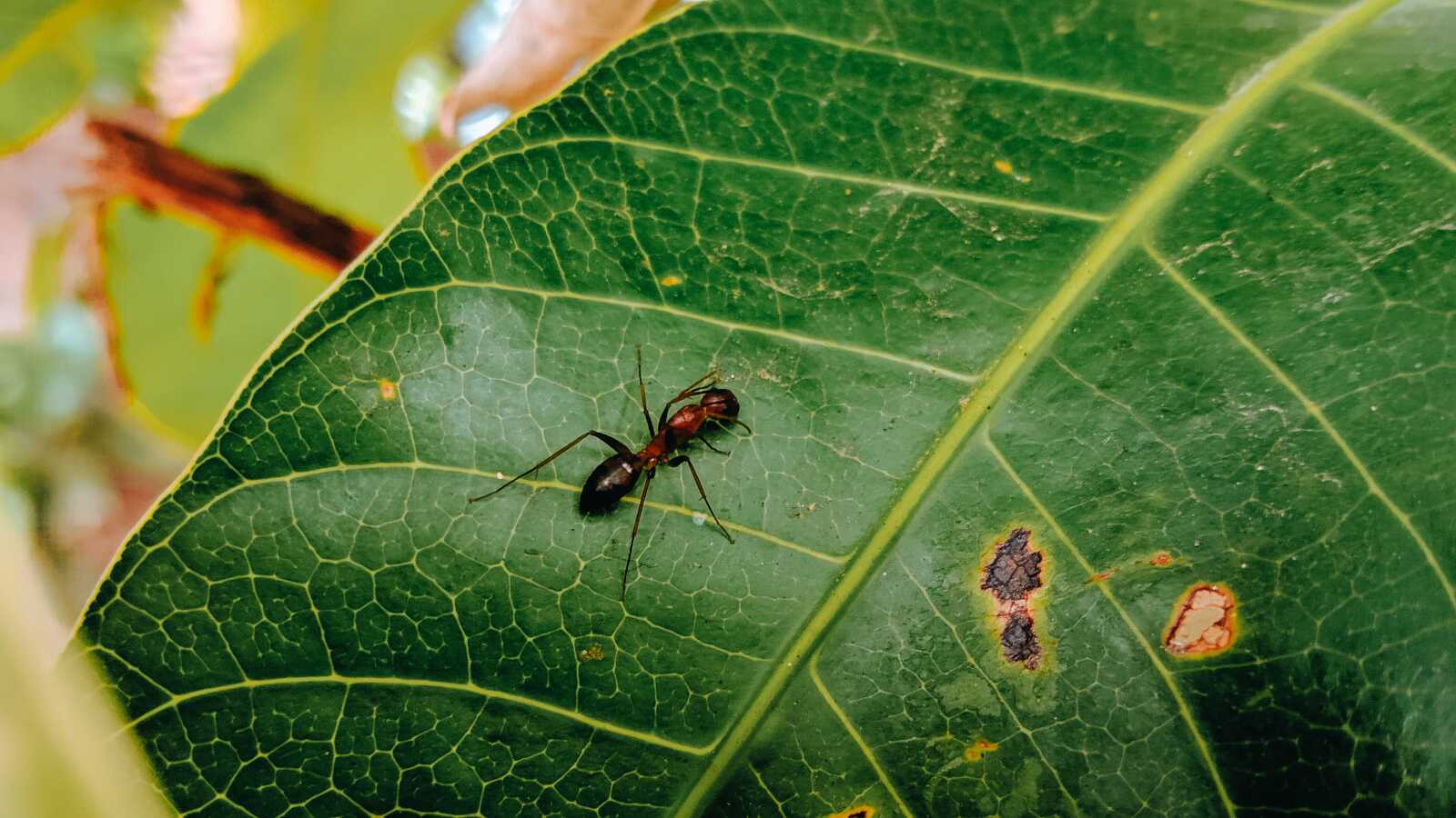 Ant Wallpapers (35 images) - WallpaperCat