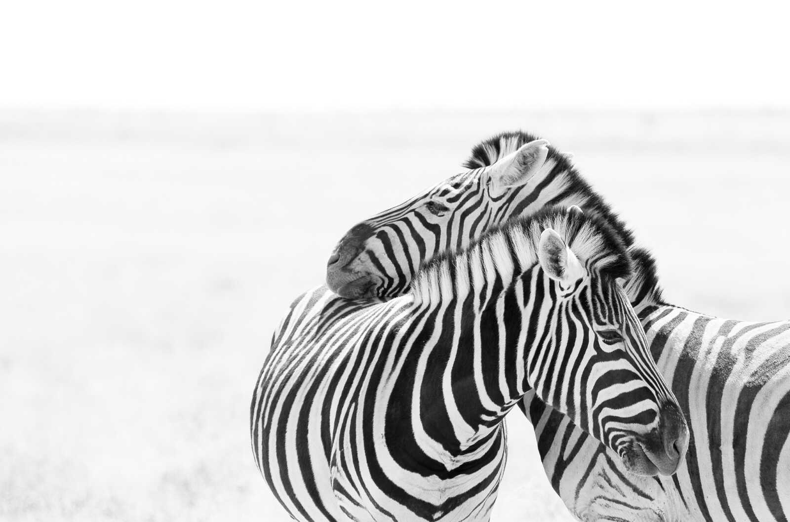 Zebra Wallpapers (48 images) - WallpaperCat
