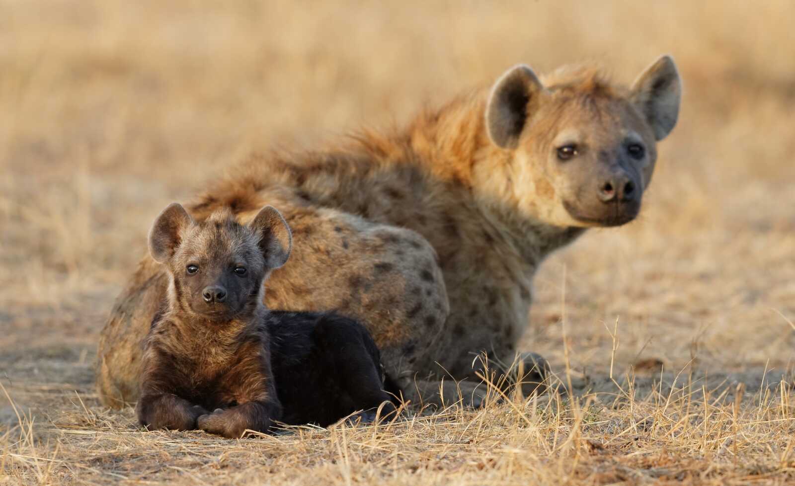 Hyena Wallpapers (37 images) - WallpaperCat