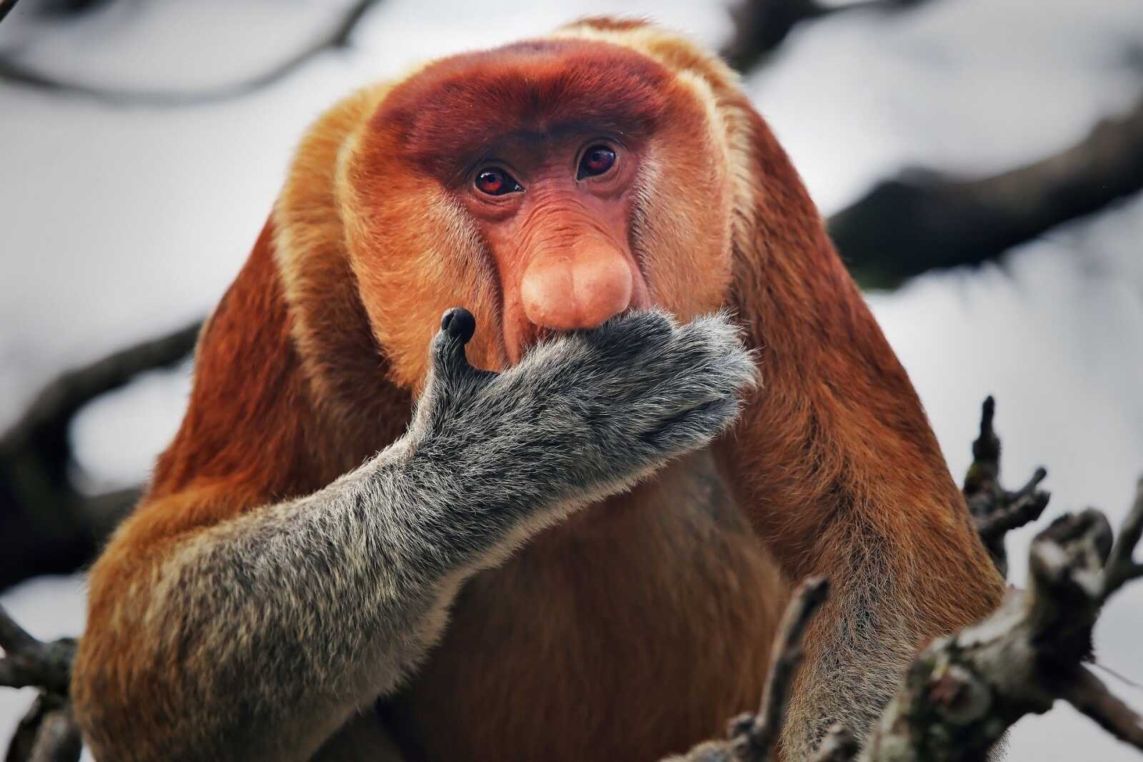 Monkey Wallpapers (60 images) - WallpaperCat