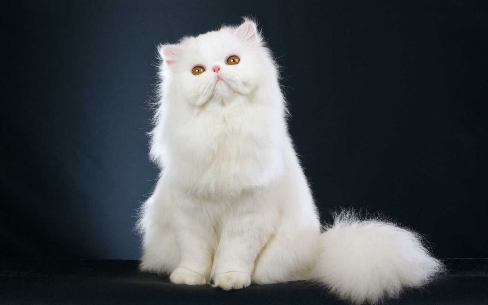 Persian Cat Wallpapers (28 images) - WallpaperCat