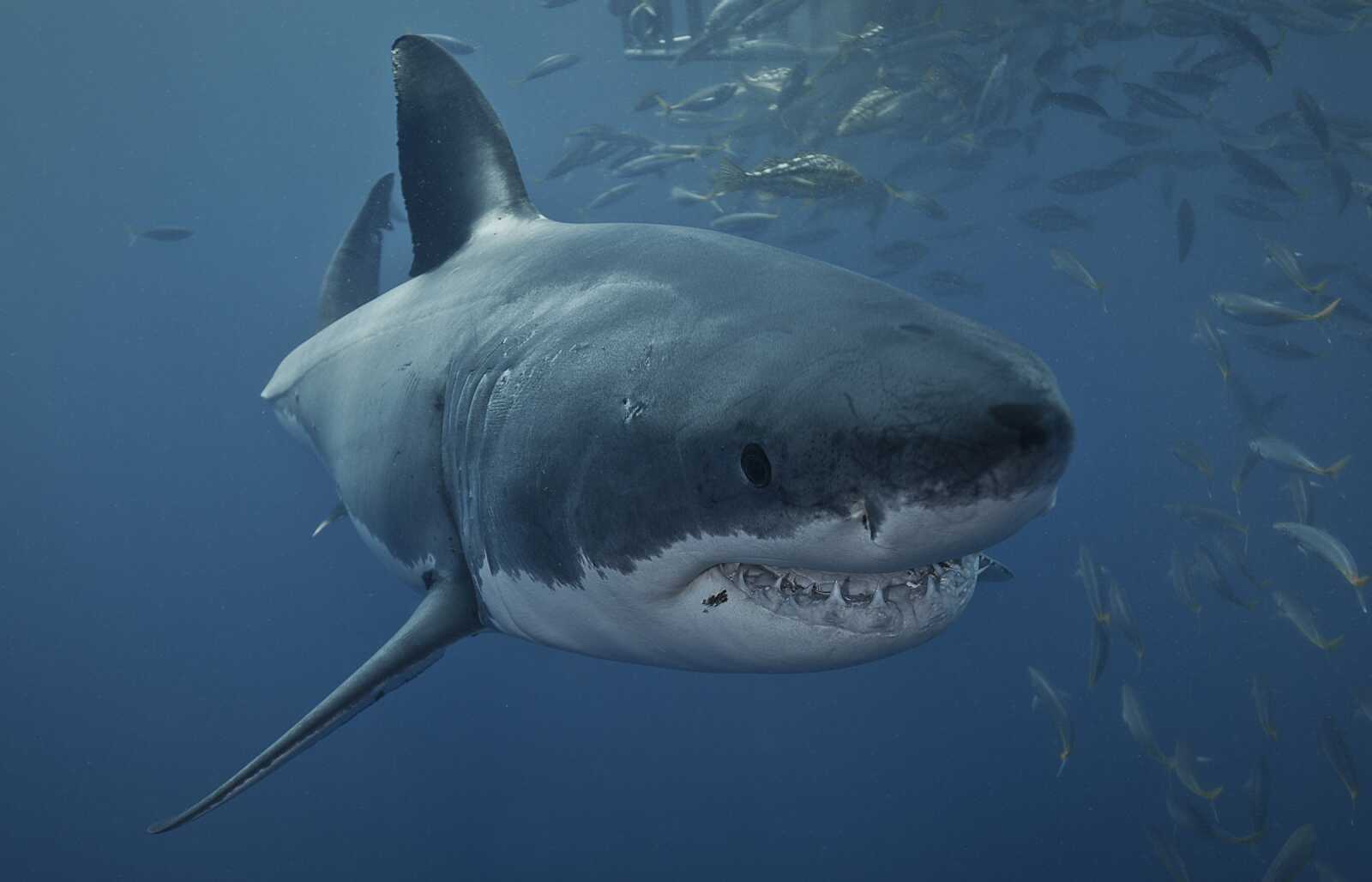 Great White Shark Wallpapers (48 images) - WallpaperCat