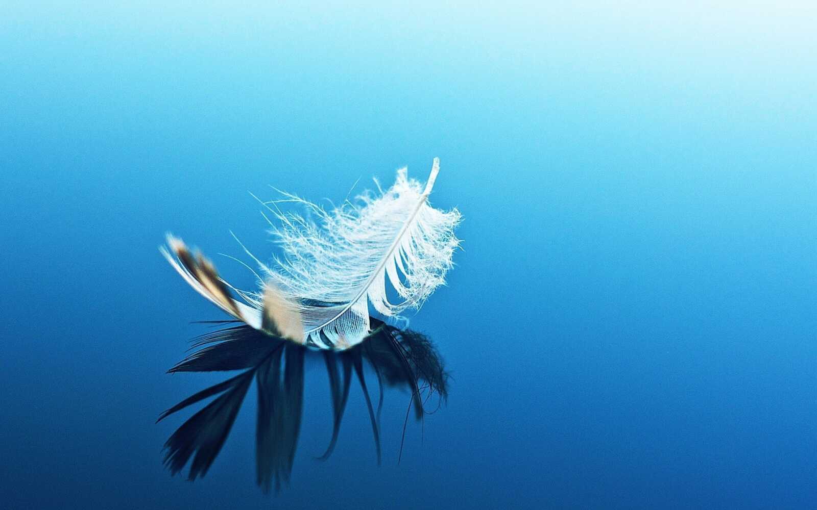 Feather Wallpapers (44 images) - WallpaperCat