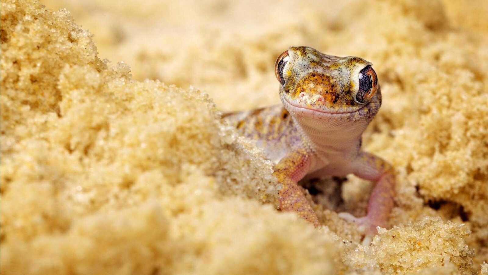 Lizard Wallpapers (56 images) - WallpaperCat