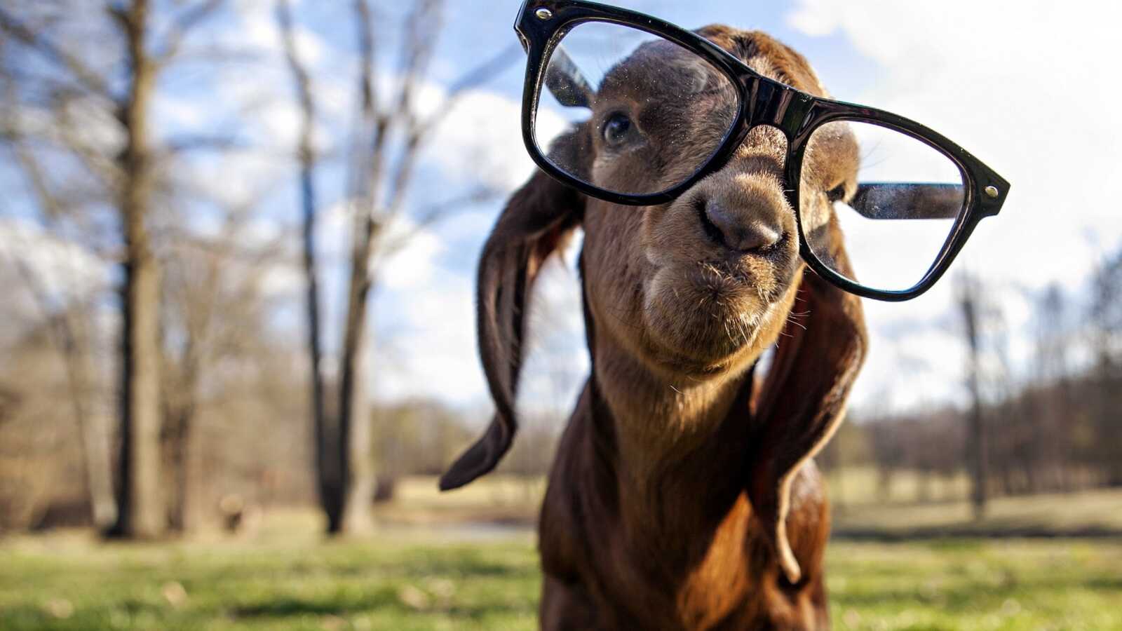 Goat Wallpapers (47 images) - WallpaperCat
