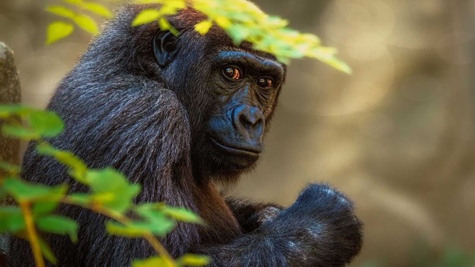 Ape Wallpapers (24 images) - WallpaperCat