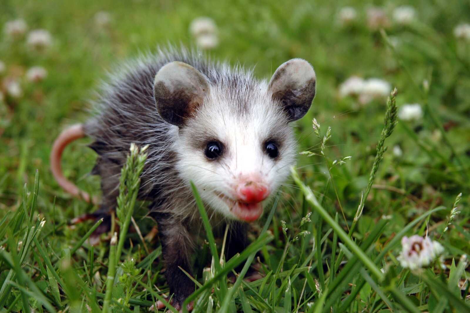 Opossum Wallpapers (38 images) - WallpaperCat