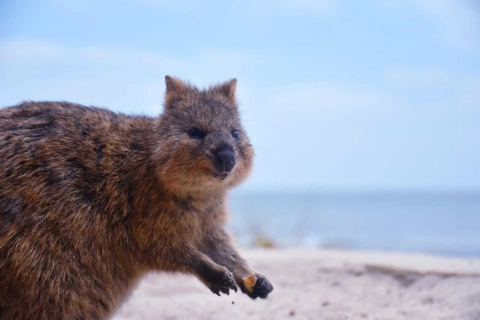 Quokka Wallpapers (29 images) - WallpaperCat