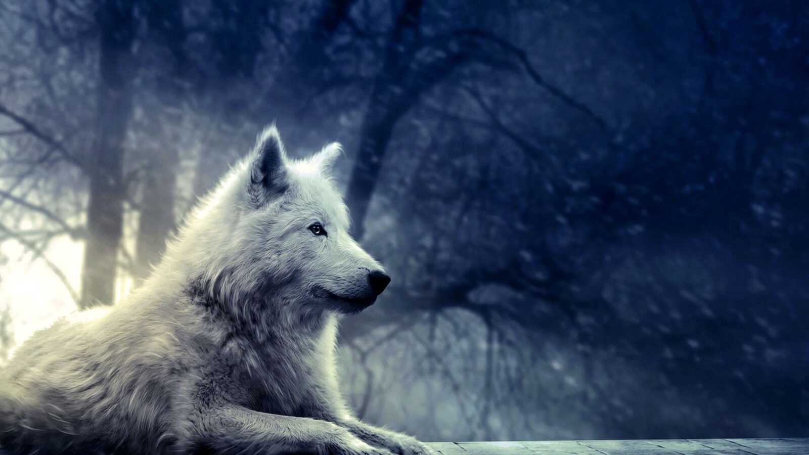 Wolf Wallpapers (122 images) - WallpaperCat