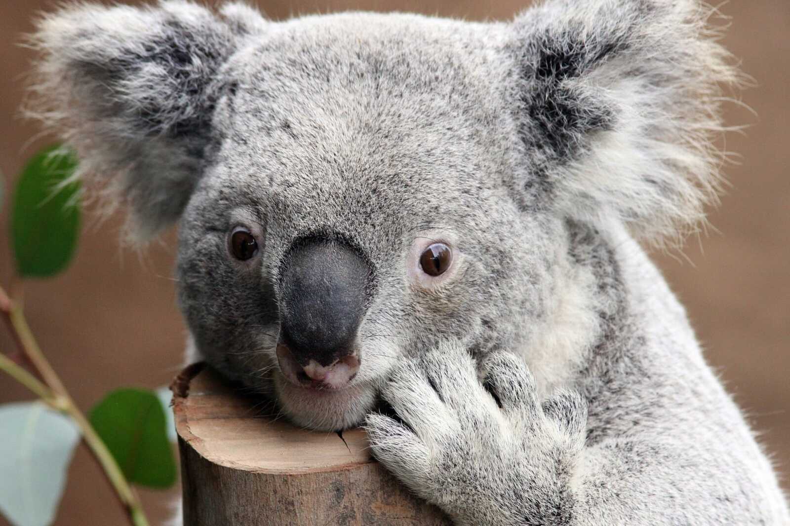 Koala Wallpapers (86 images) - WallpaperCat
