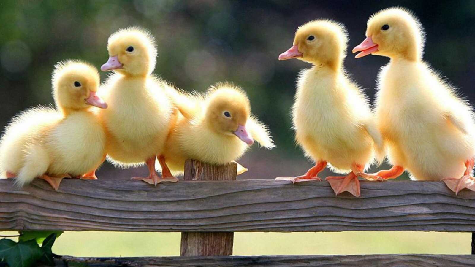 Duck Wallpapers (58 images) - WallpaperCat