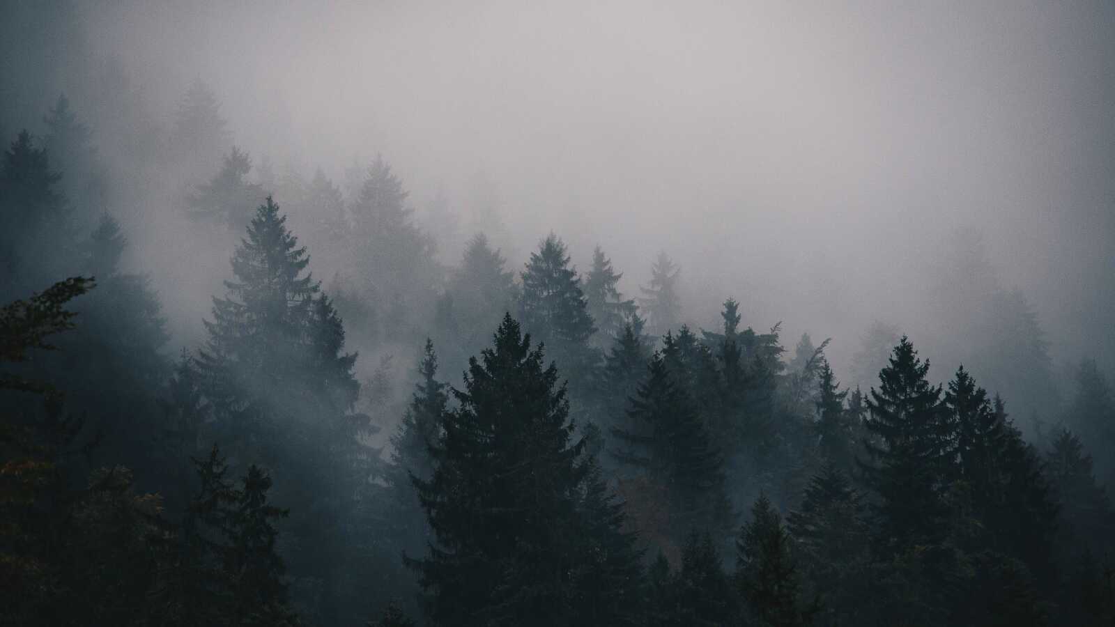 Tree Wallpapers (113 images) - WallpaperCat