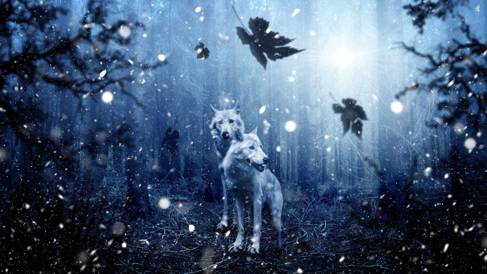 Ice Wolf Wallpapers (18 images) - WallpaperCat