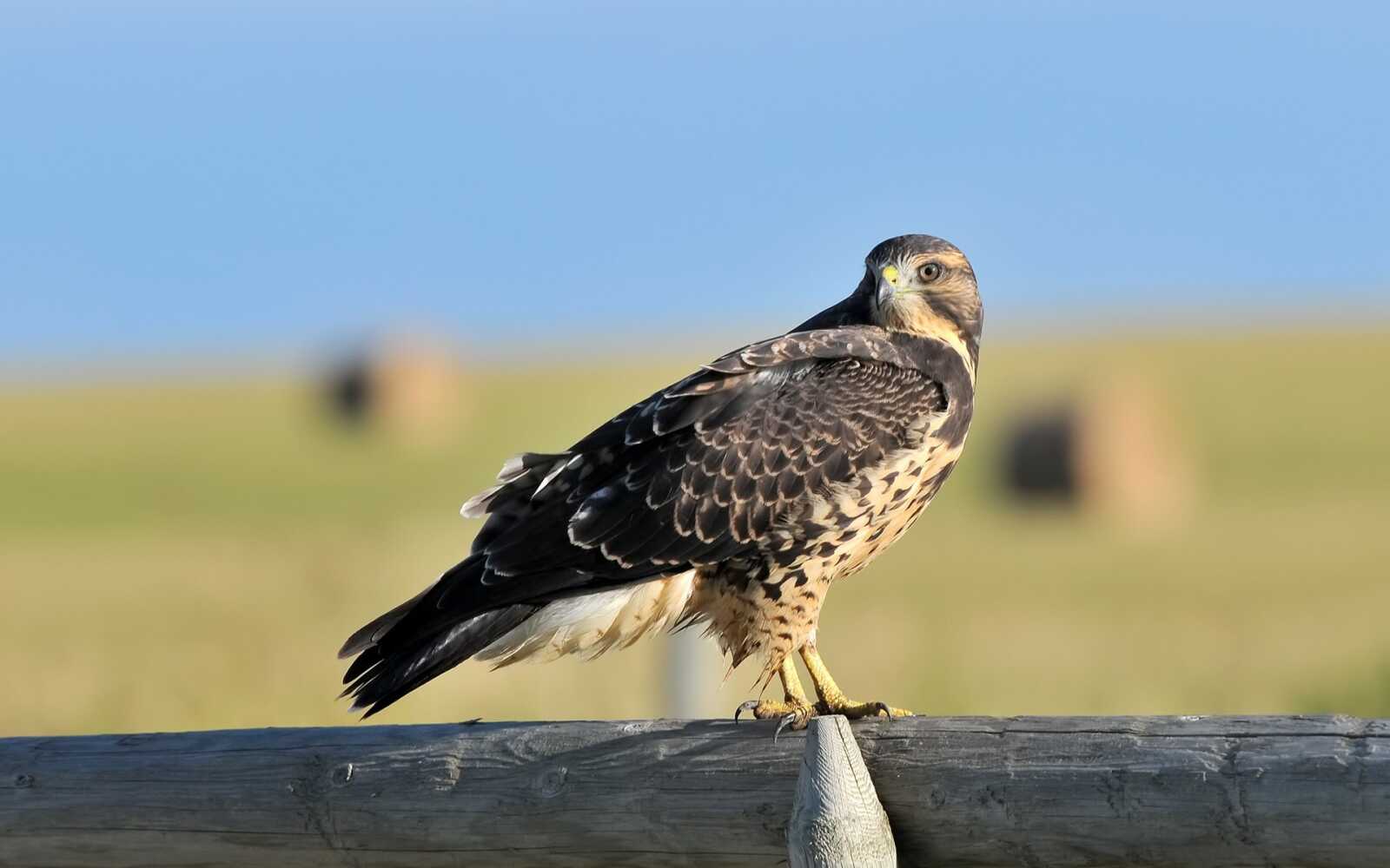 Hawk Wallpapers (46 images) - WallpaperCat