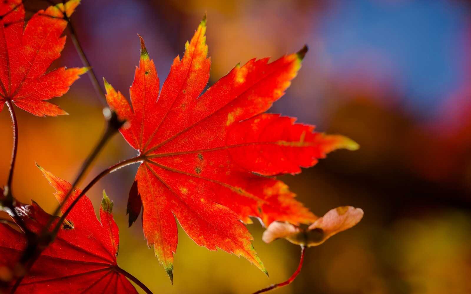 Maple Leaf Wallpapers (112 images) - WallpaperCat