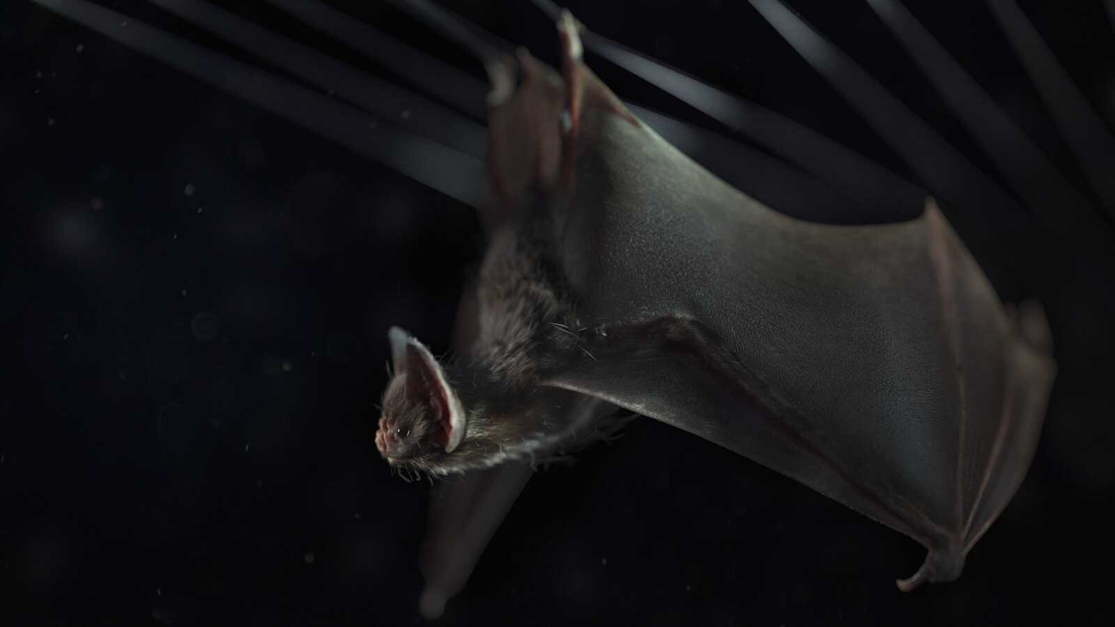 Bat Wallpapers (31 images) - WallpaperCat