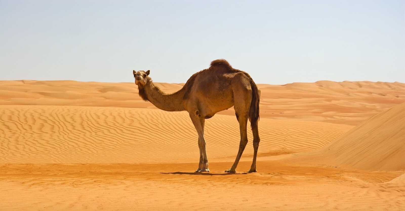 Camel Wallpapers (47 images) - WallpaperCat