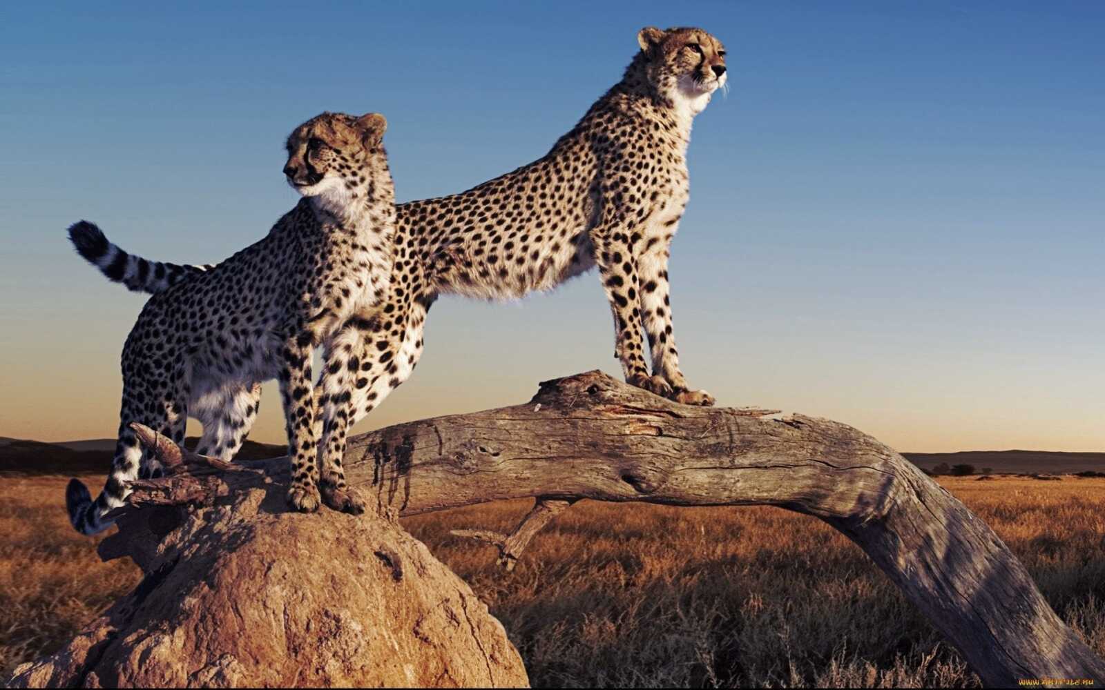 Cheetah Wallpapers (61 images) - WallpaperCat