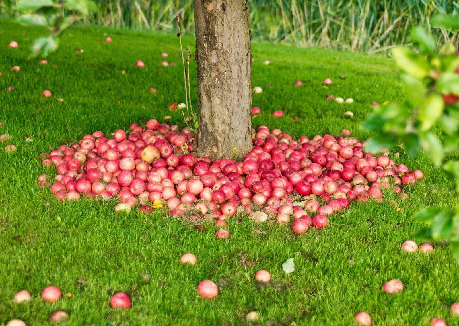 Apple Tree Wallpapers (70 images) - WallpaperCat