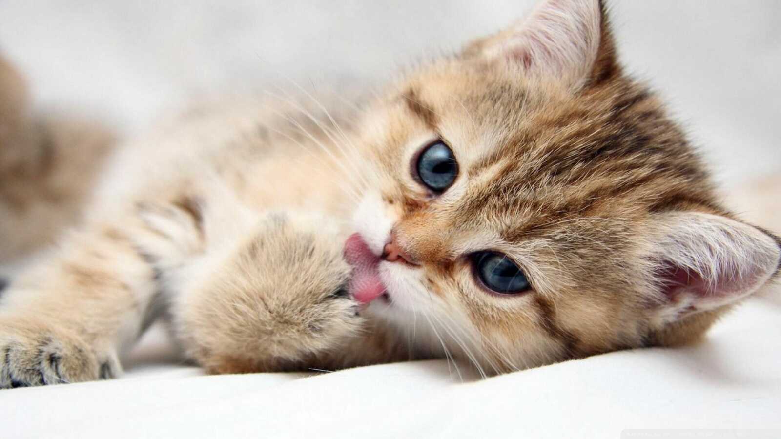 Kitten Wallpapers (115 images) - WallpaperCat