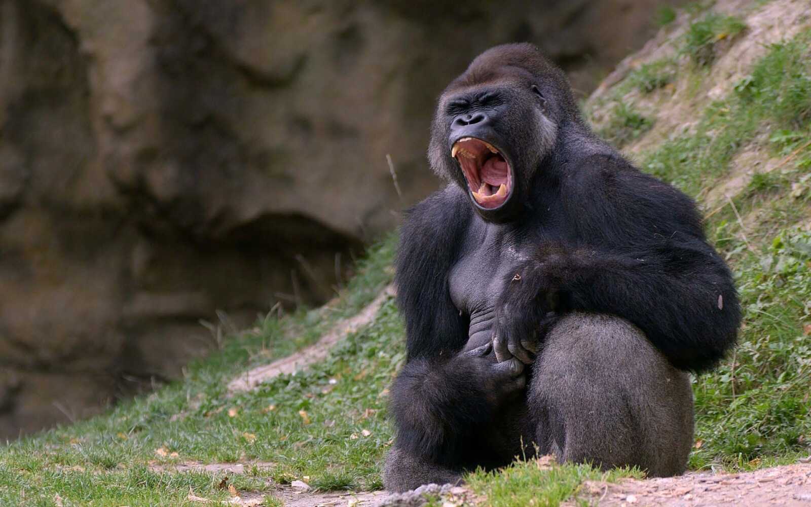 Gorilla Wallpapers (52 images) - WallpaperCat