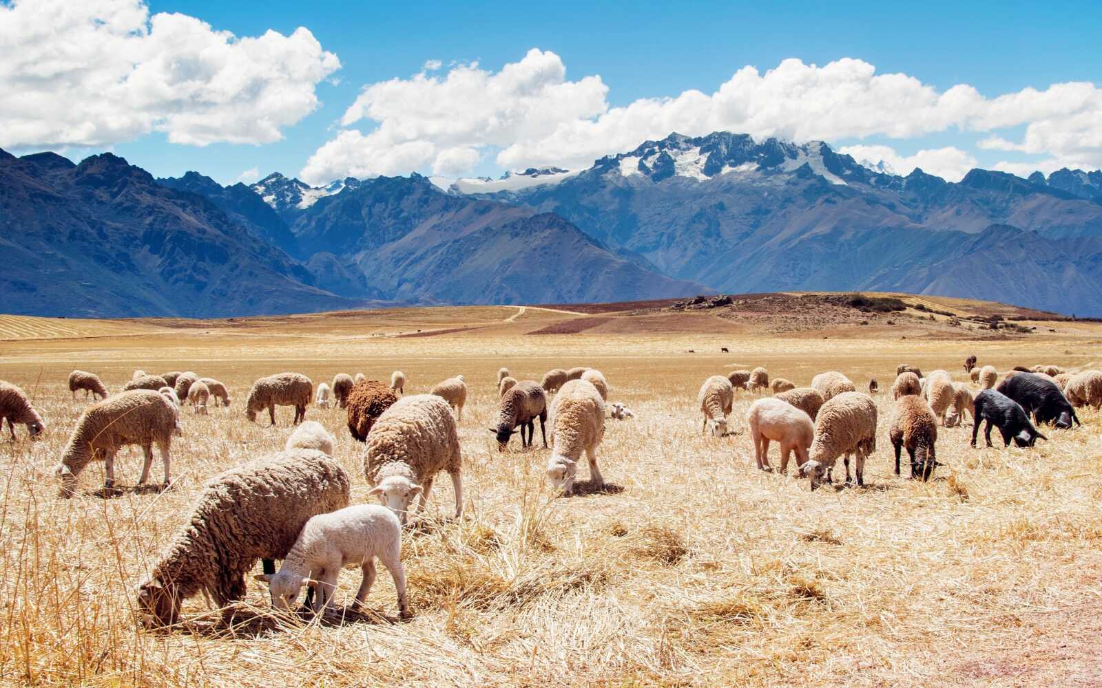 Farm Animals Wallpapers (54 images) - WallpaperCat