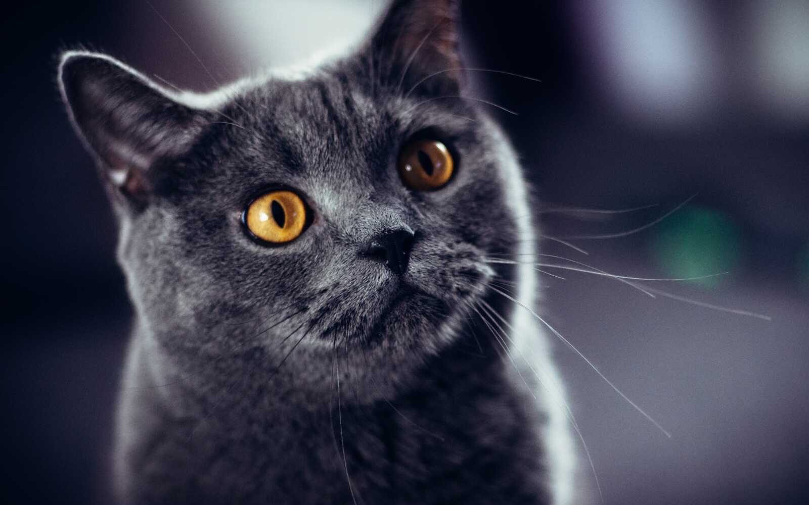 British Cat Wallpapers (36 images) - WallpaperCat