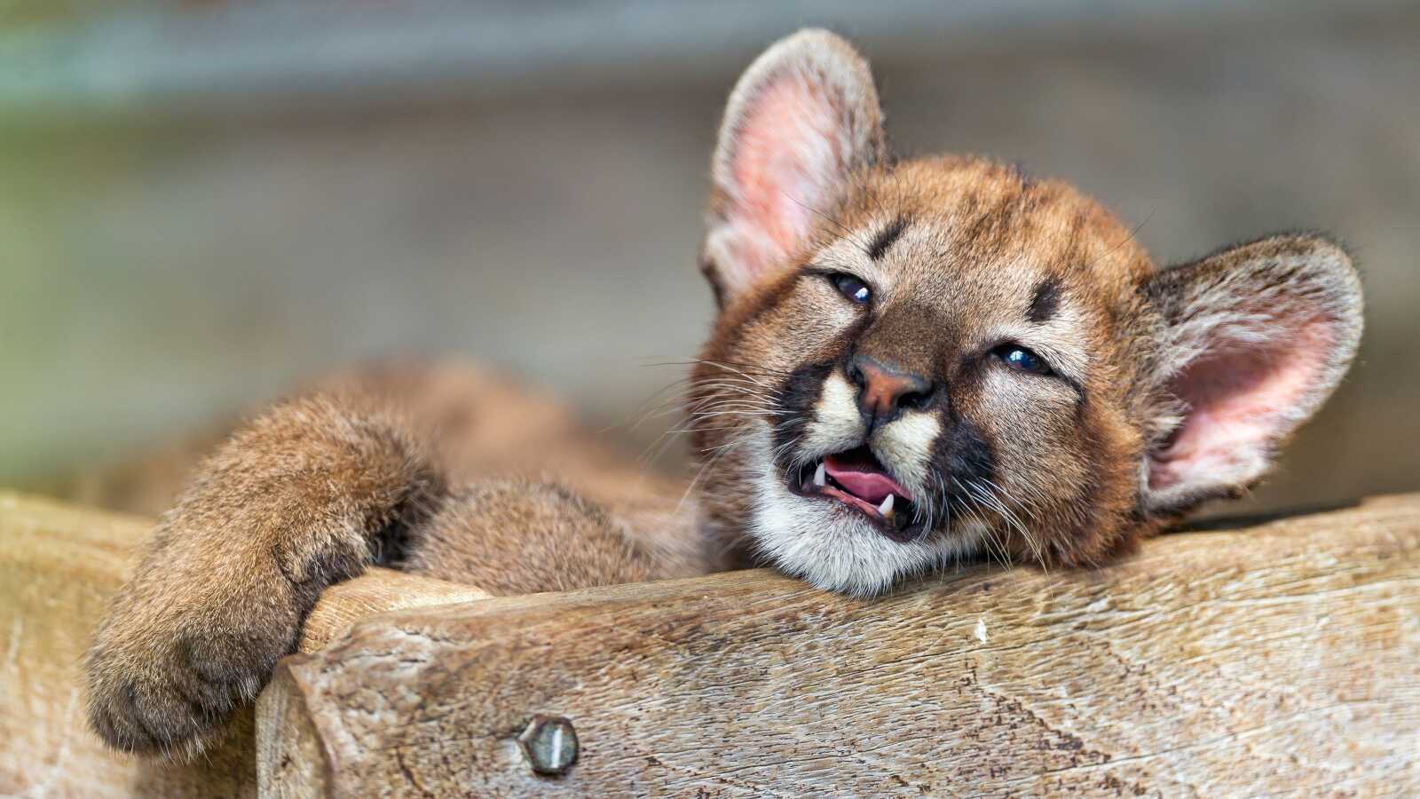 Animal Cubs Wallpapers (50 images) - WallpaperCat