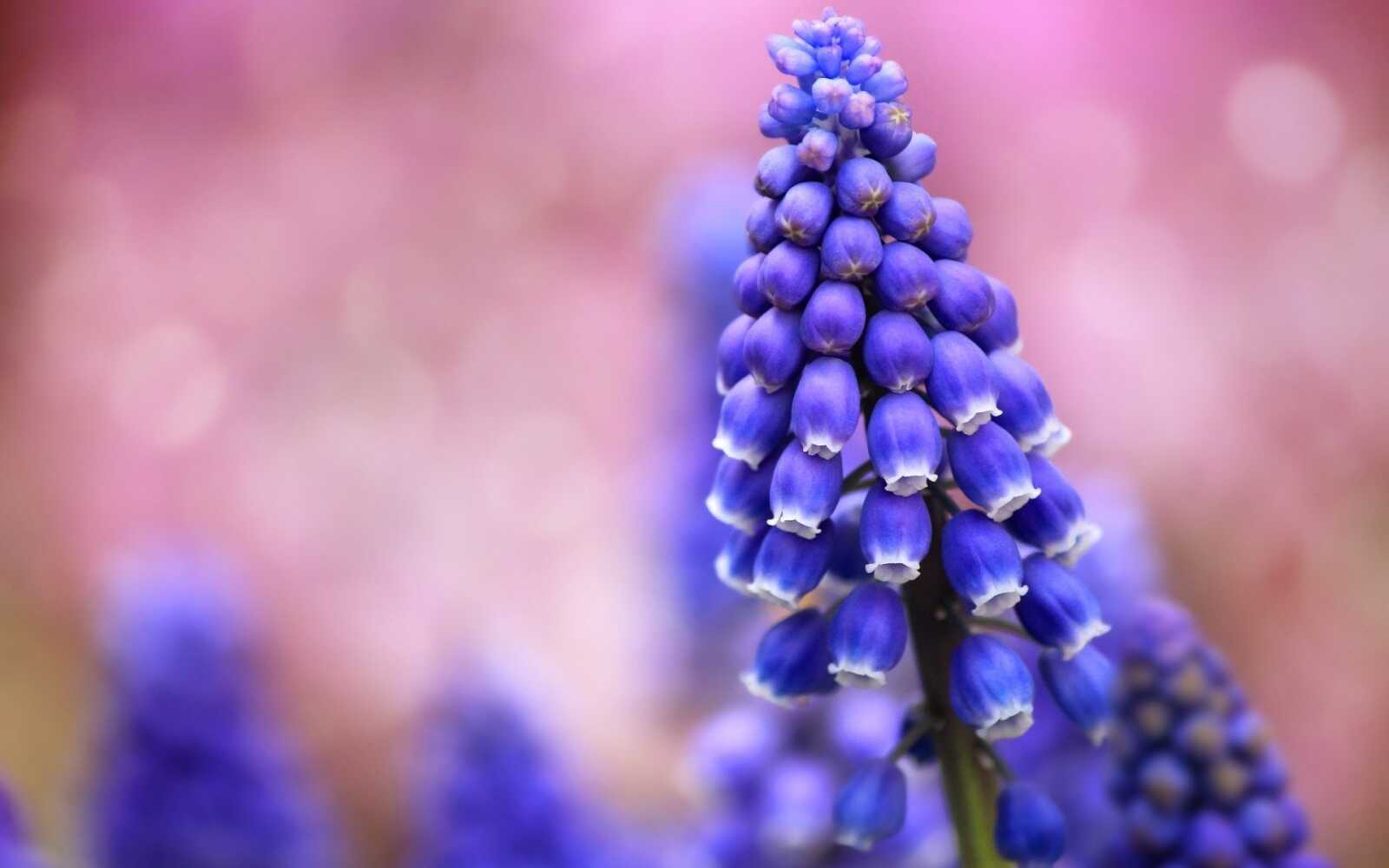 Hyacinth Wallpapers (32 images) - WallpaperCat