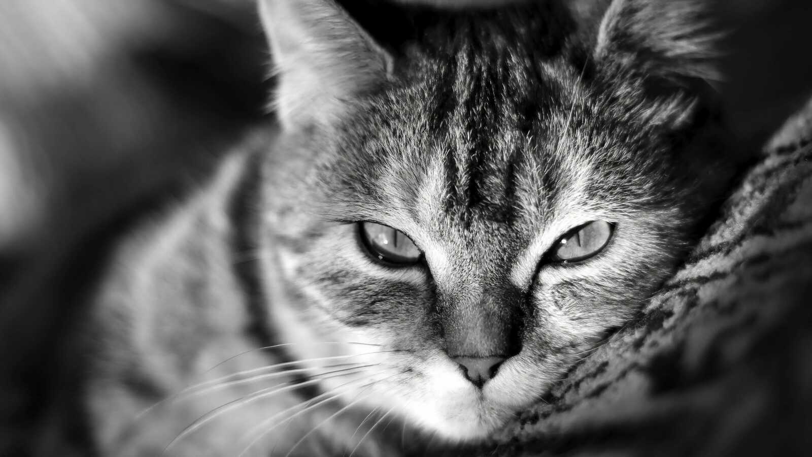 Cat Wallpapers (148 images) - WallpaperCat