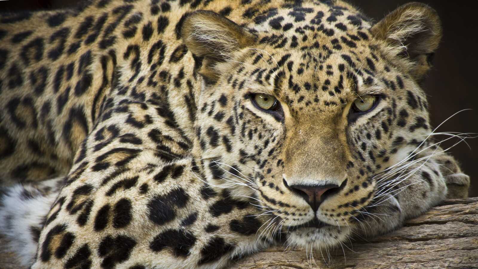 Leopard Wallpapers (44 images) - WallpaperCat