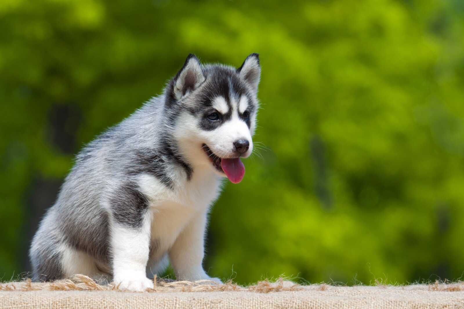 Husky Wallpapers (70 images) - WallpaperCat