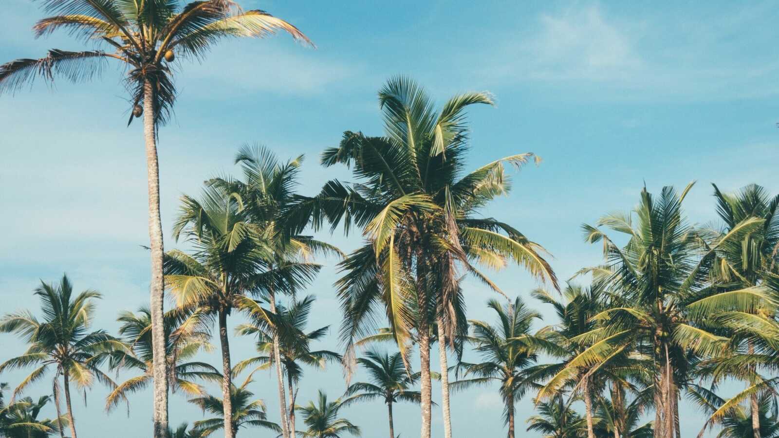 Palm Tree Wallpapers (133 images) - WallpaperCat