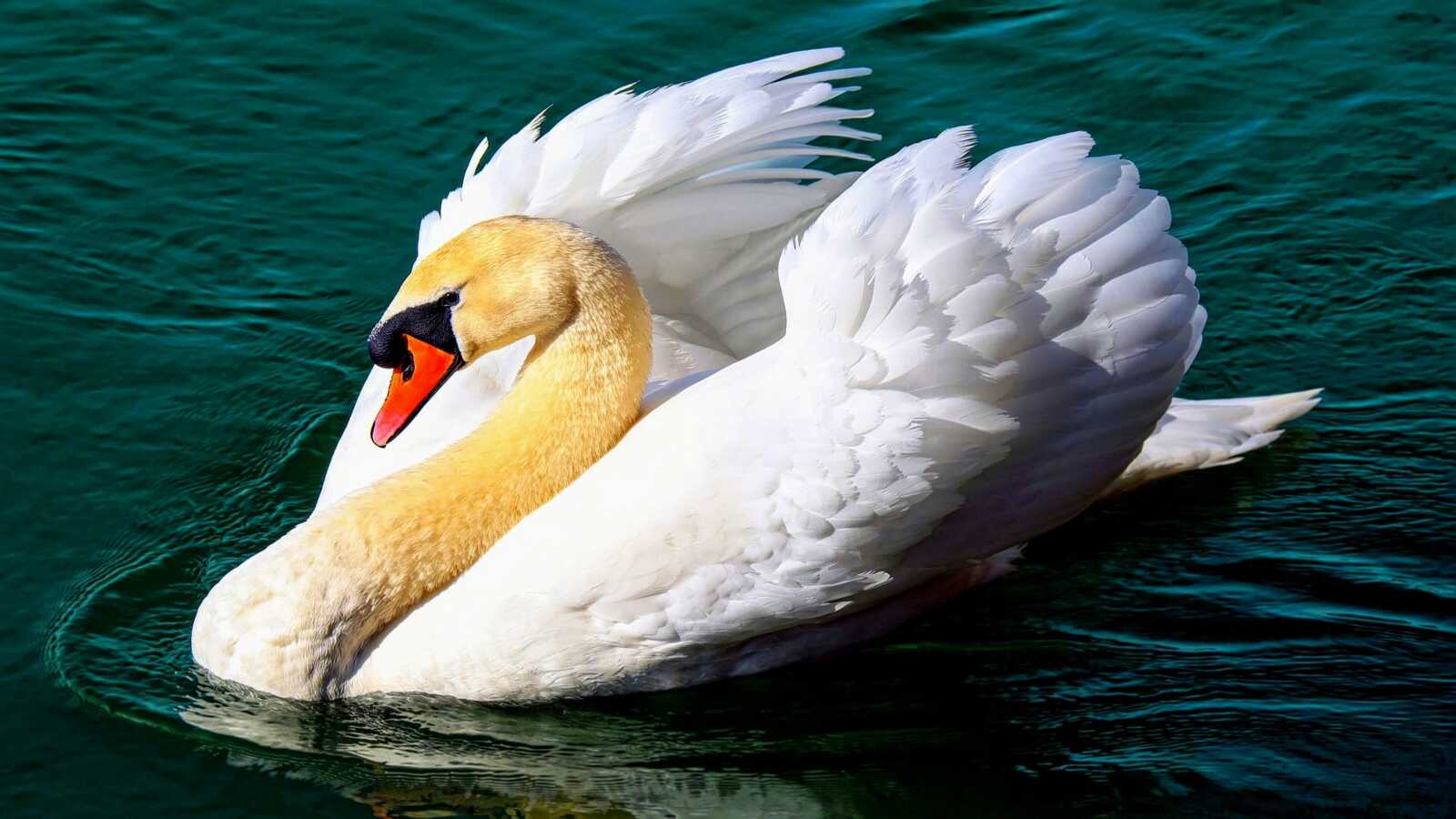 Swan Wallpapers (52 images) - WallpaperCat