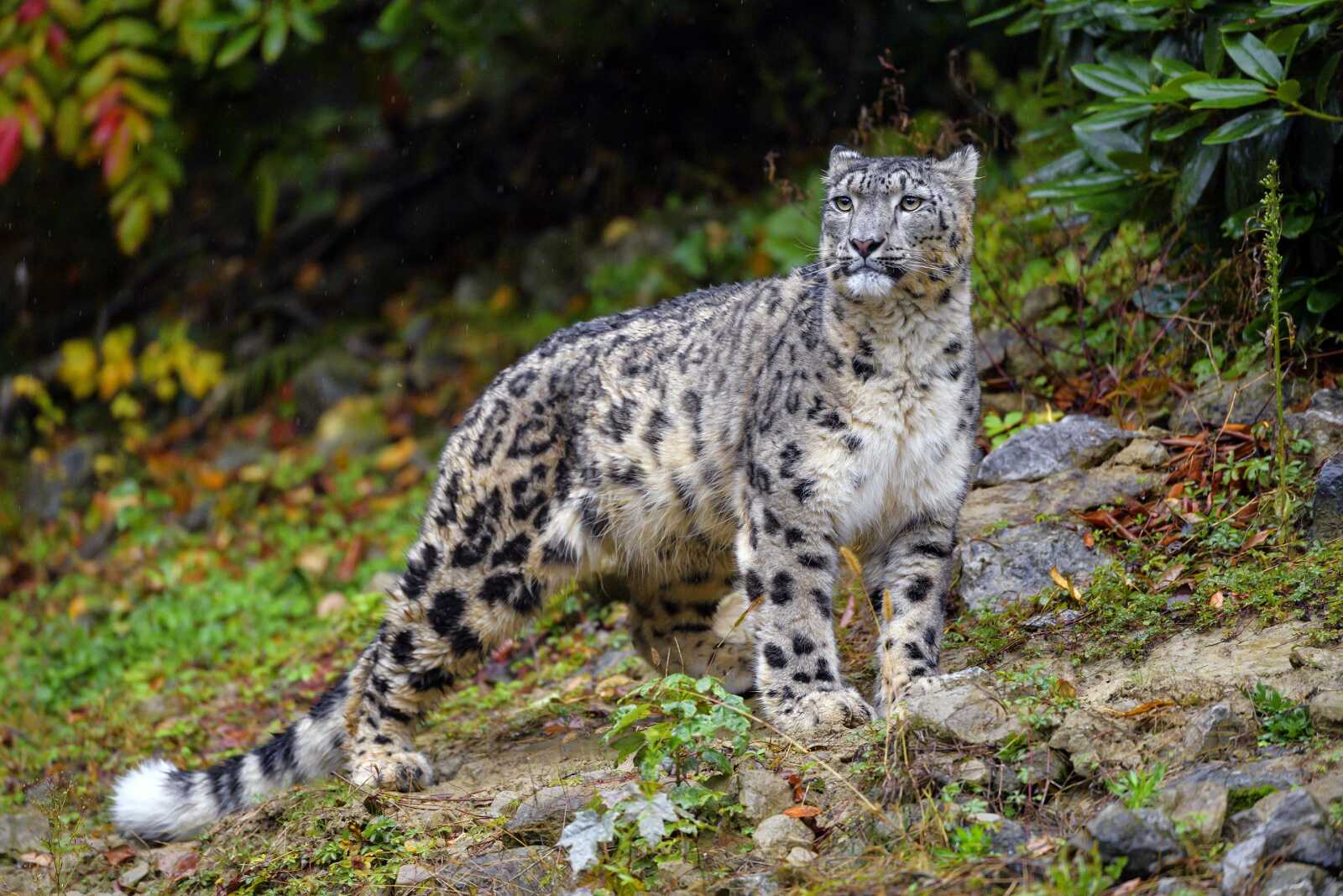 Snow Leopard Wallpapers (76 images) - WallpaperCat