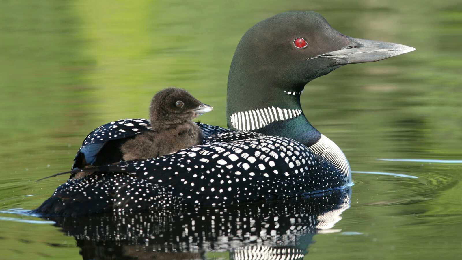 Loon (Bird) Wallpapers (25 images) - WallpaperCat