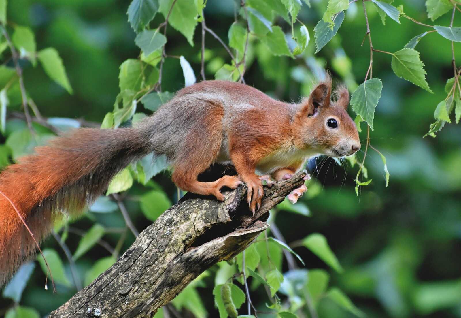 Squirrel Wallpapers (98 images) - WallpaperCat