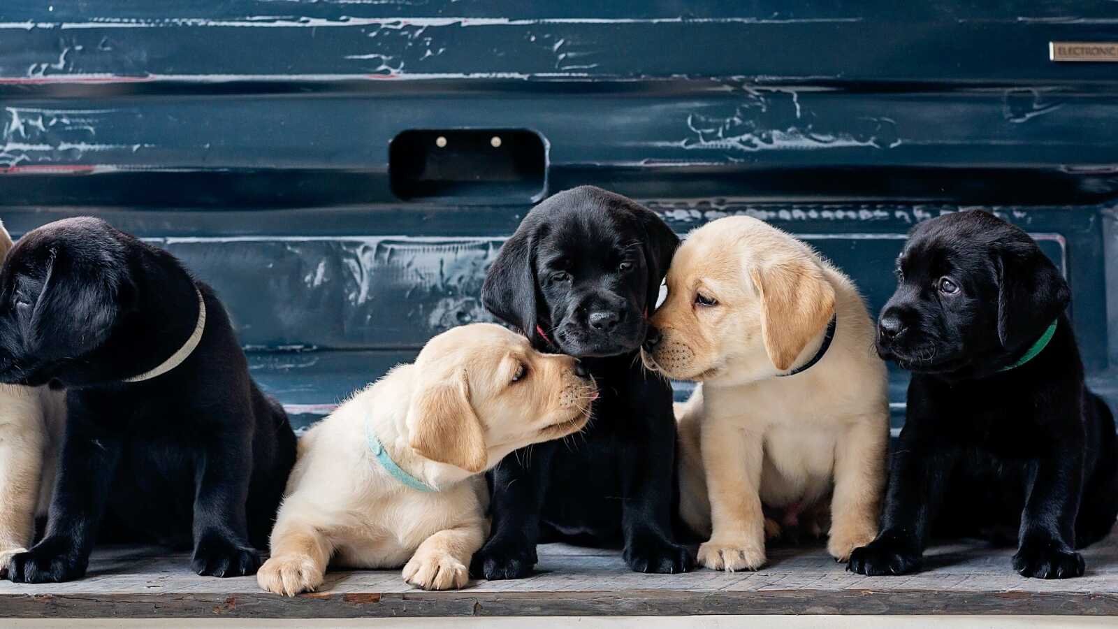 Labrador Wallpapers (42 images) - WallpaperCat