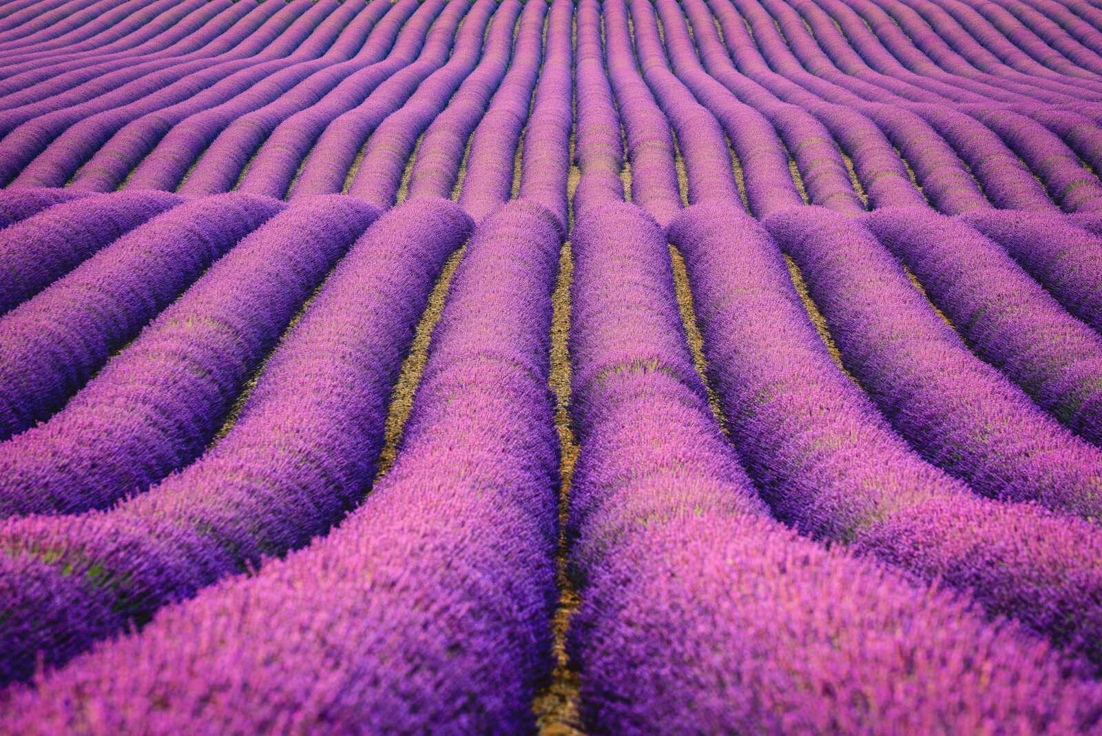 Lavender Wallpapers (97 images) - WallpaperCat