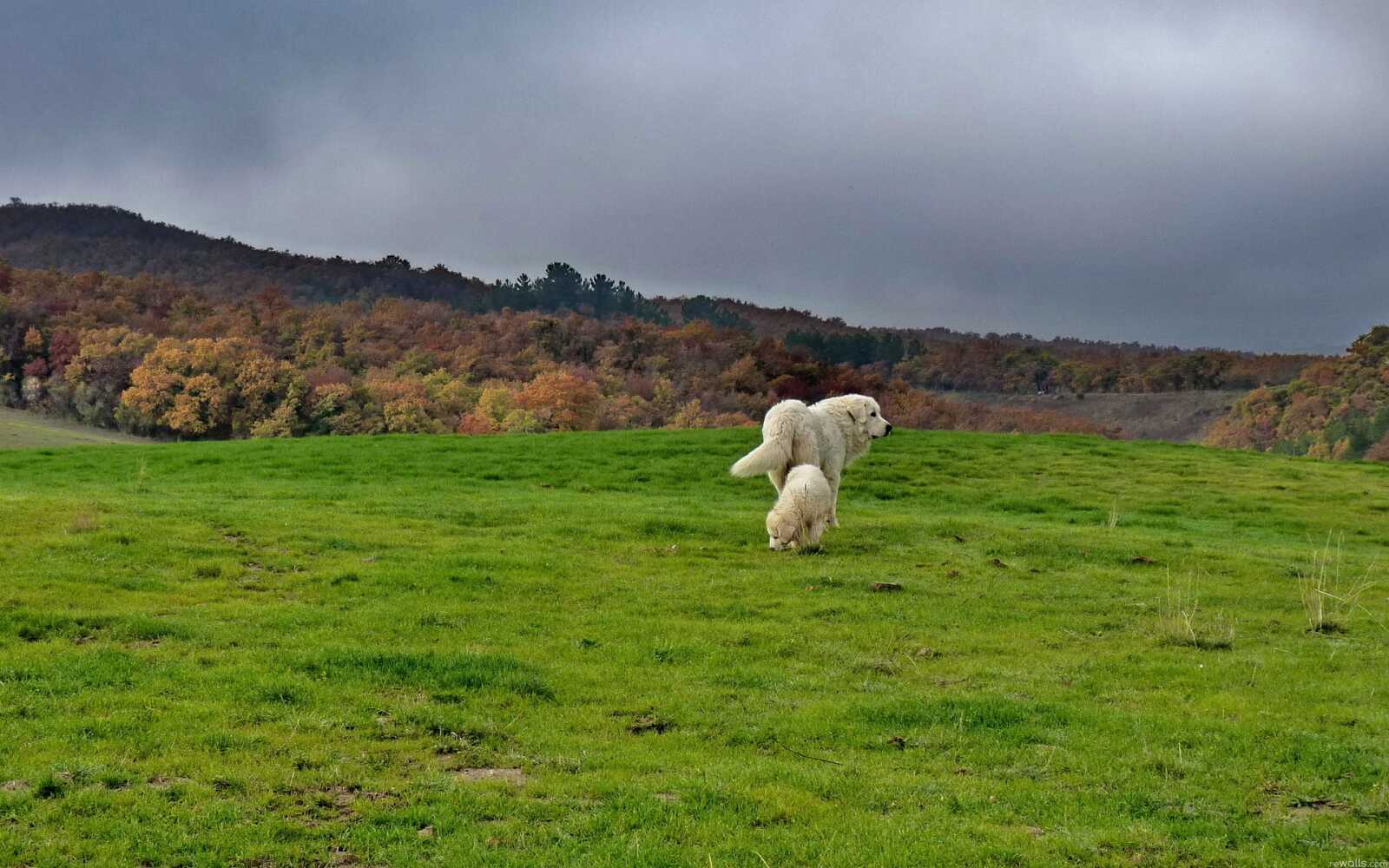 Great Pyrenees Wallpapers (30 images) - WallpaperCat