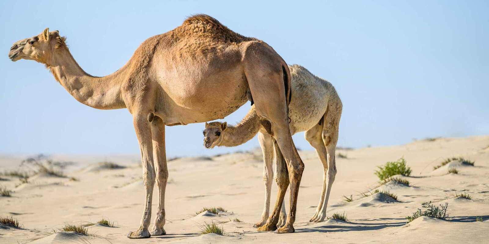 Camel Wallpapers (47 images) - WallpaperCat