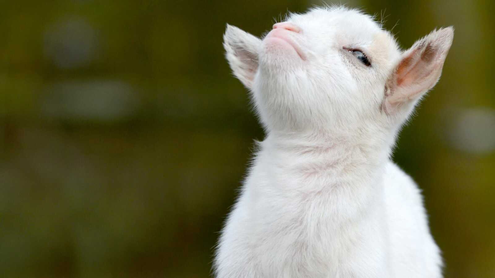 Goat Wallpapers (47 images) - WallpaperCat